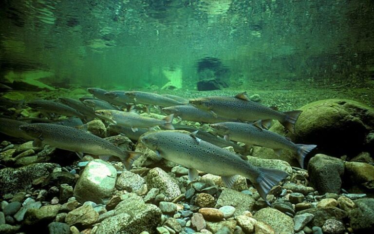 The life cycle of salmon – Essay King IELTS Blog